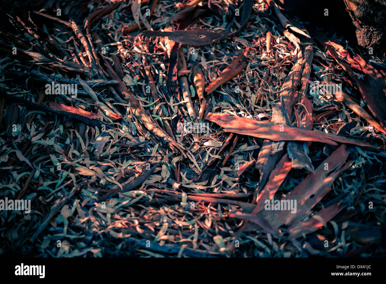 Dry leaves on floor hi-res stock photography and images - Alamy