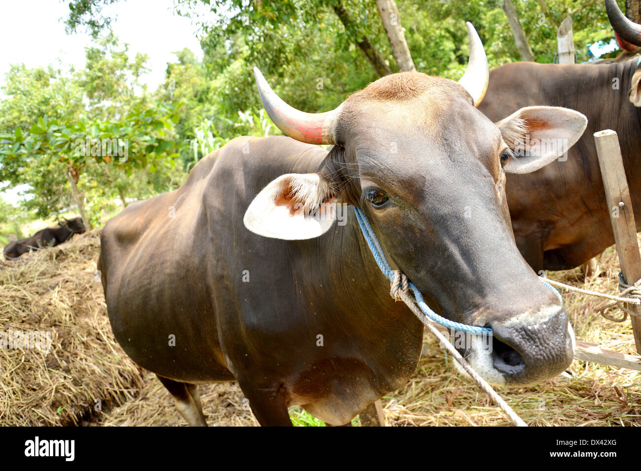the cows in cattle breeding Stock Photo - Alamy