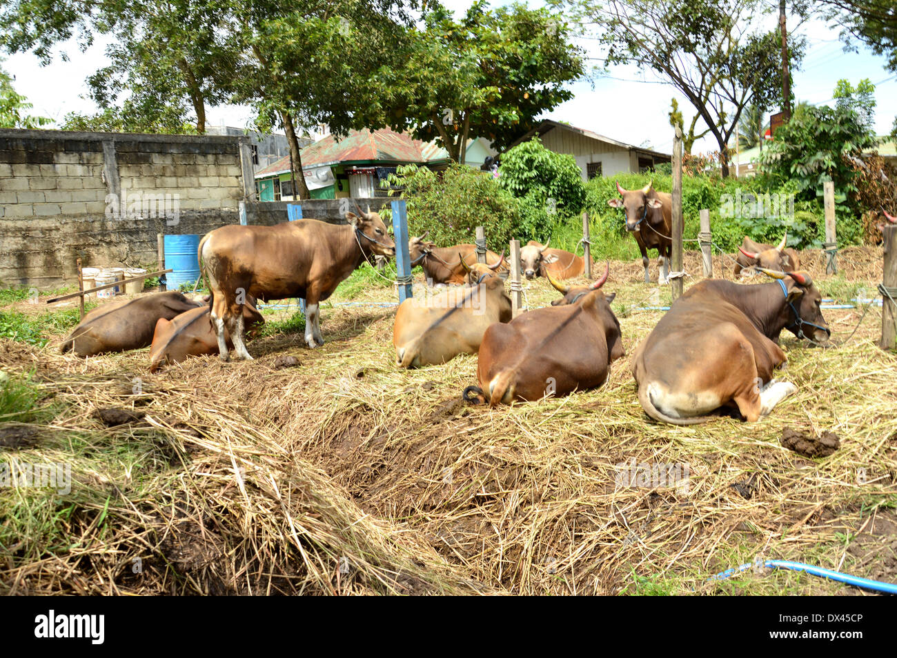 Agric cows hi-res stock photography and images - Alamy