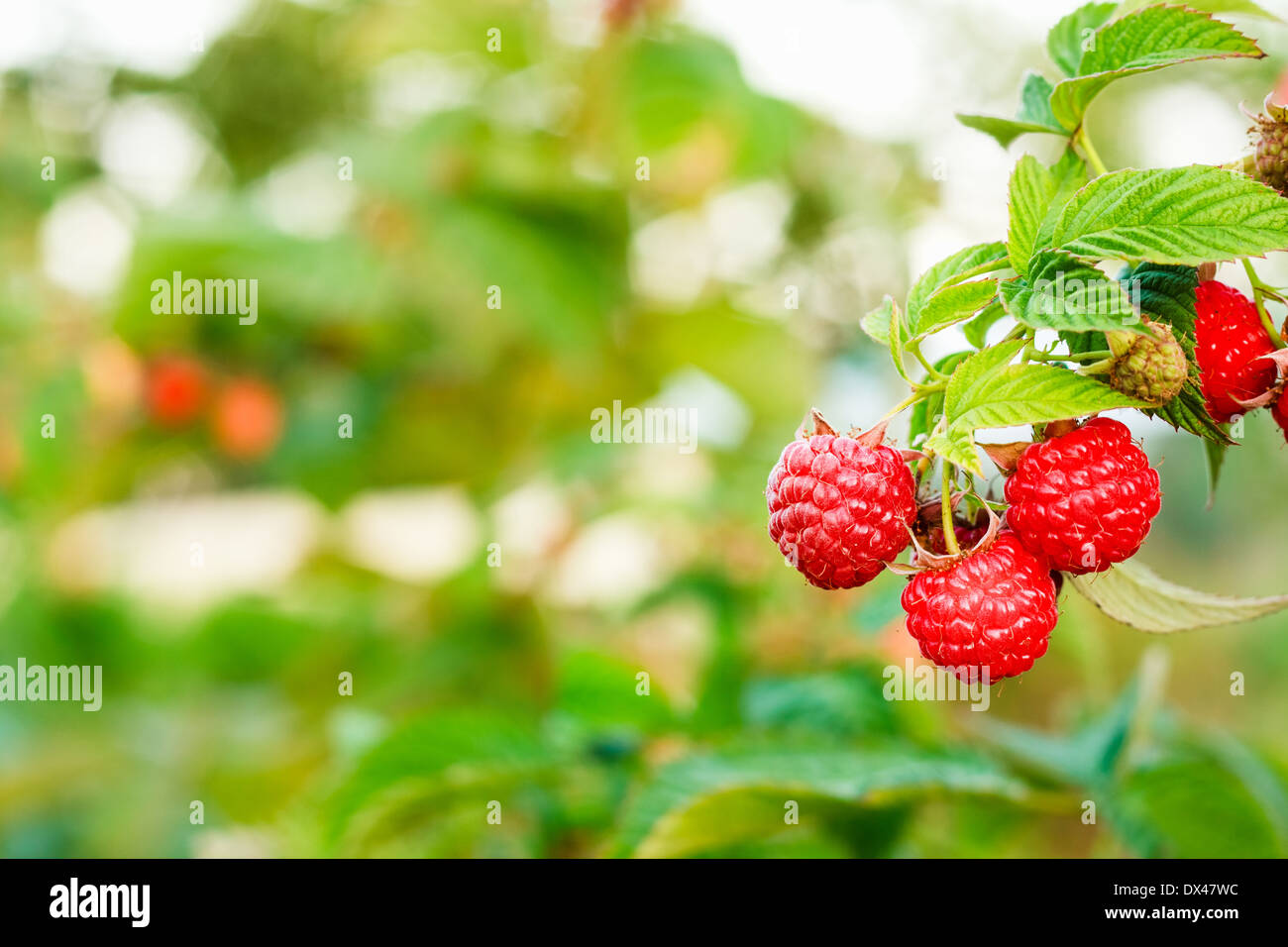 Raspberries growing hi-res stock photography and images - Alamy