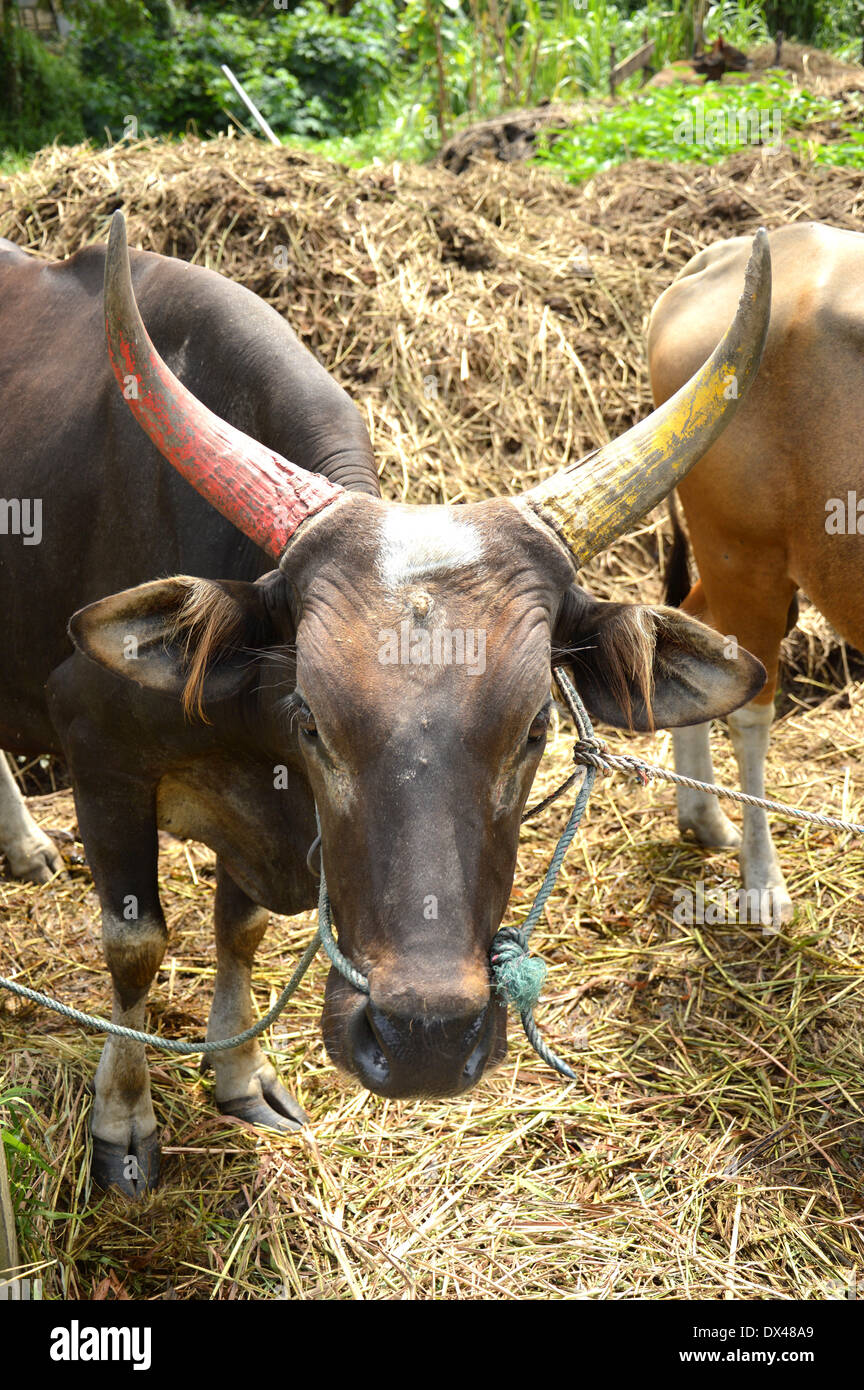 the cows in cattle breeding Stock Photo - Alamy