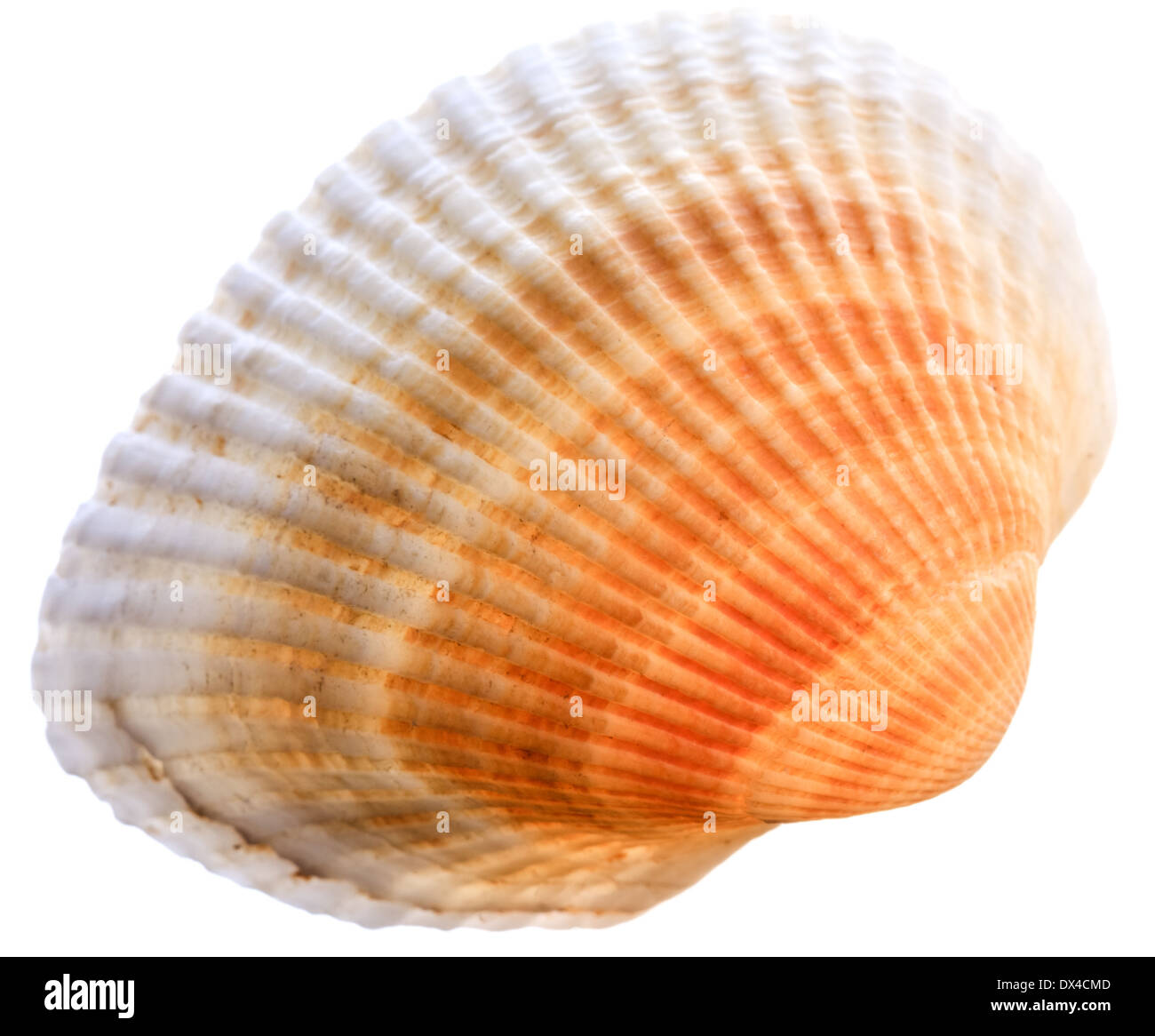 Sea cockleshell isolated on white background. Brown shell Stock Photo ...