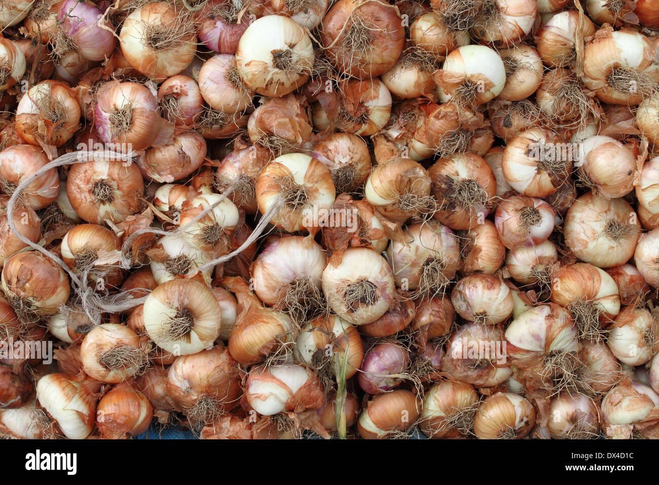 Fresh yellow onions hi-res stock photography and images - Alamy