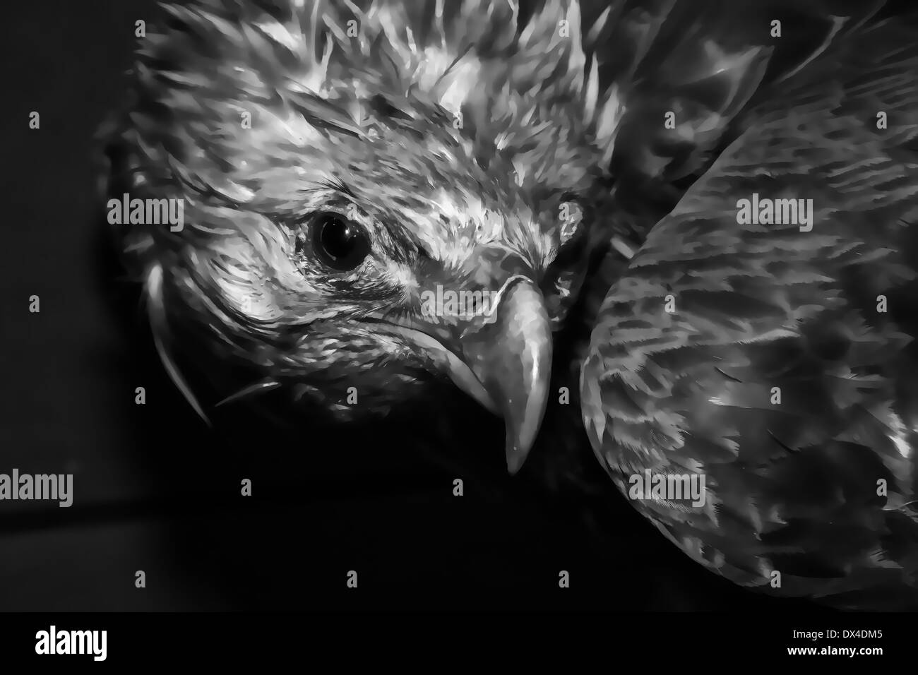 Wildlife taxidermy Black and White Stock Photos & Images - Alamy