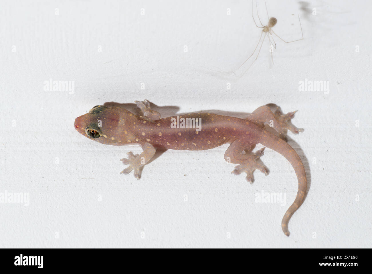 a wall gecko and a spider on the white wall Stock Photo - Alamy