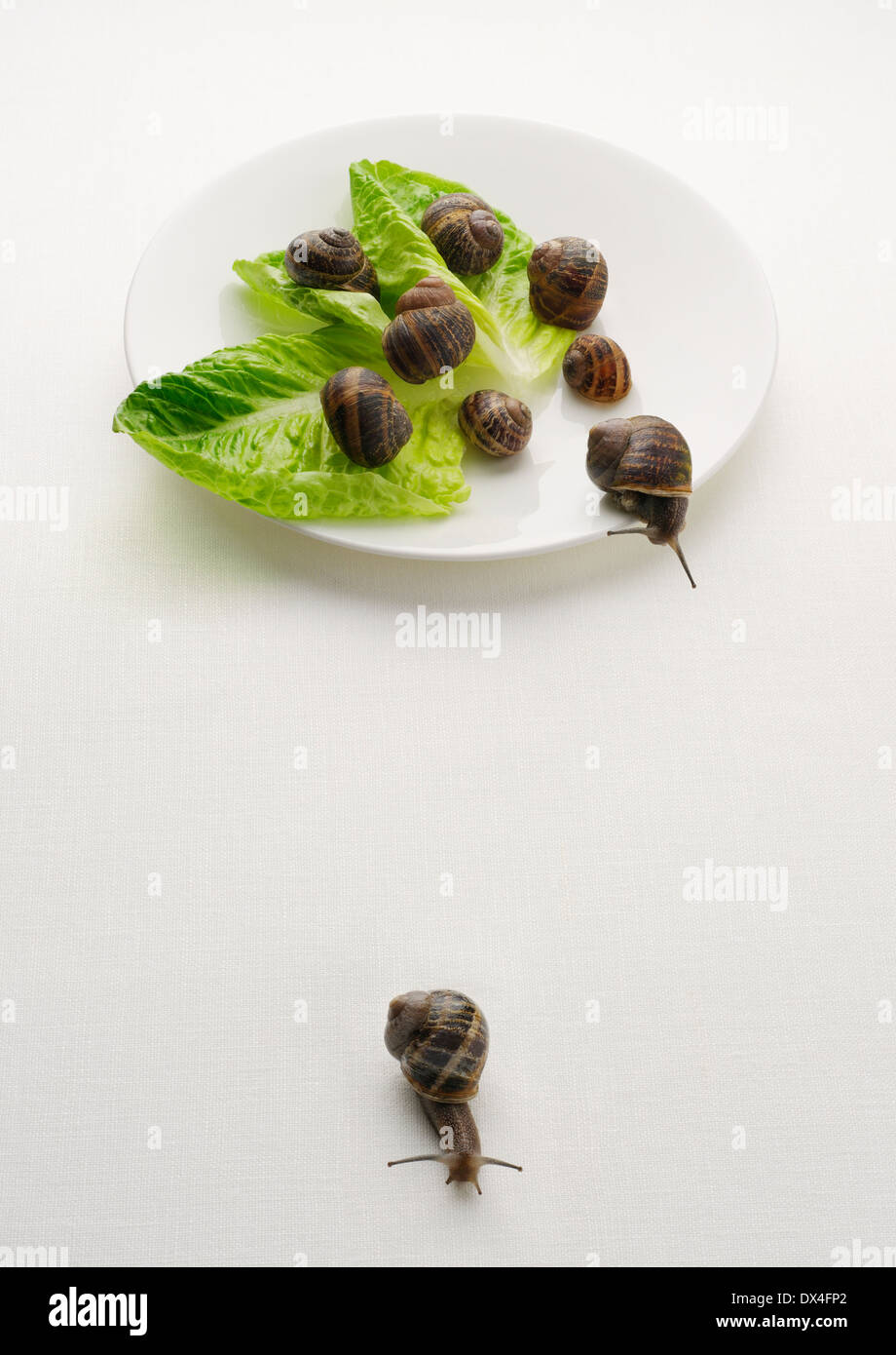 Snails on white hi-res stock photography and images - Alamy