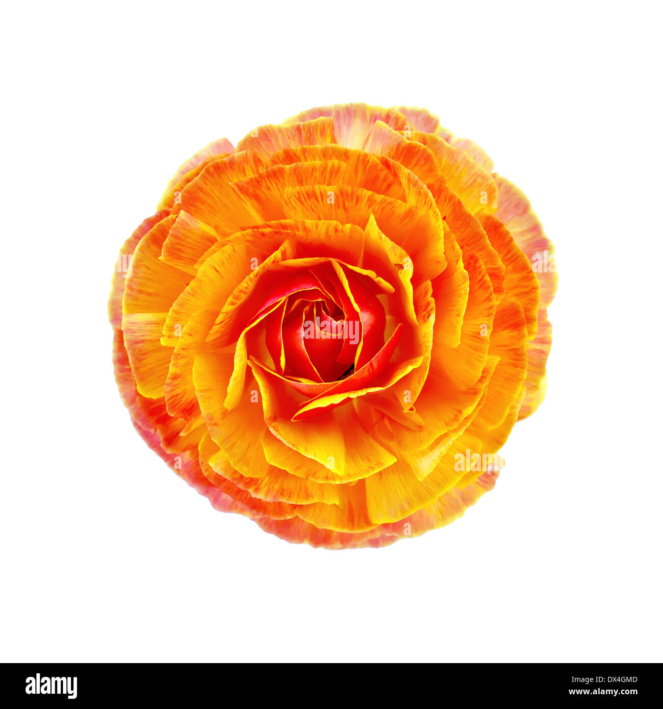 One orange flower ranunculus isolated on white background Stock Photo ...