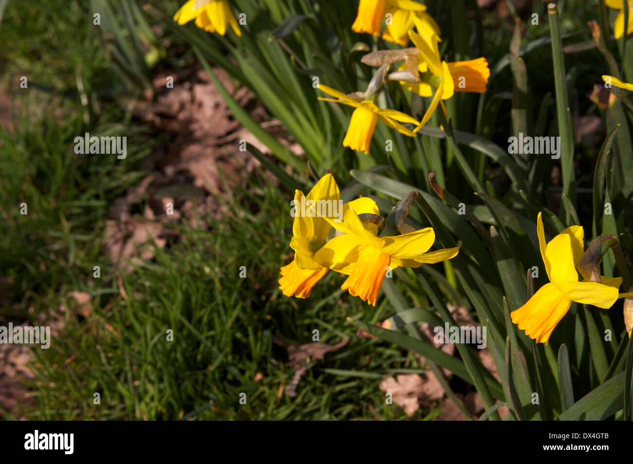 Field daffodils beautiful yellow flower scenery hi-res stock ...