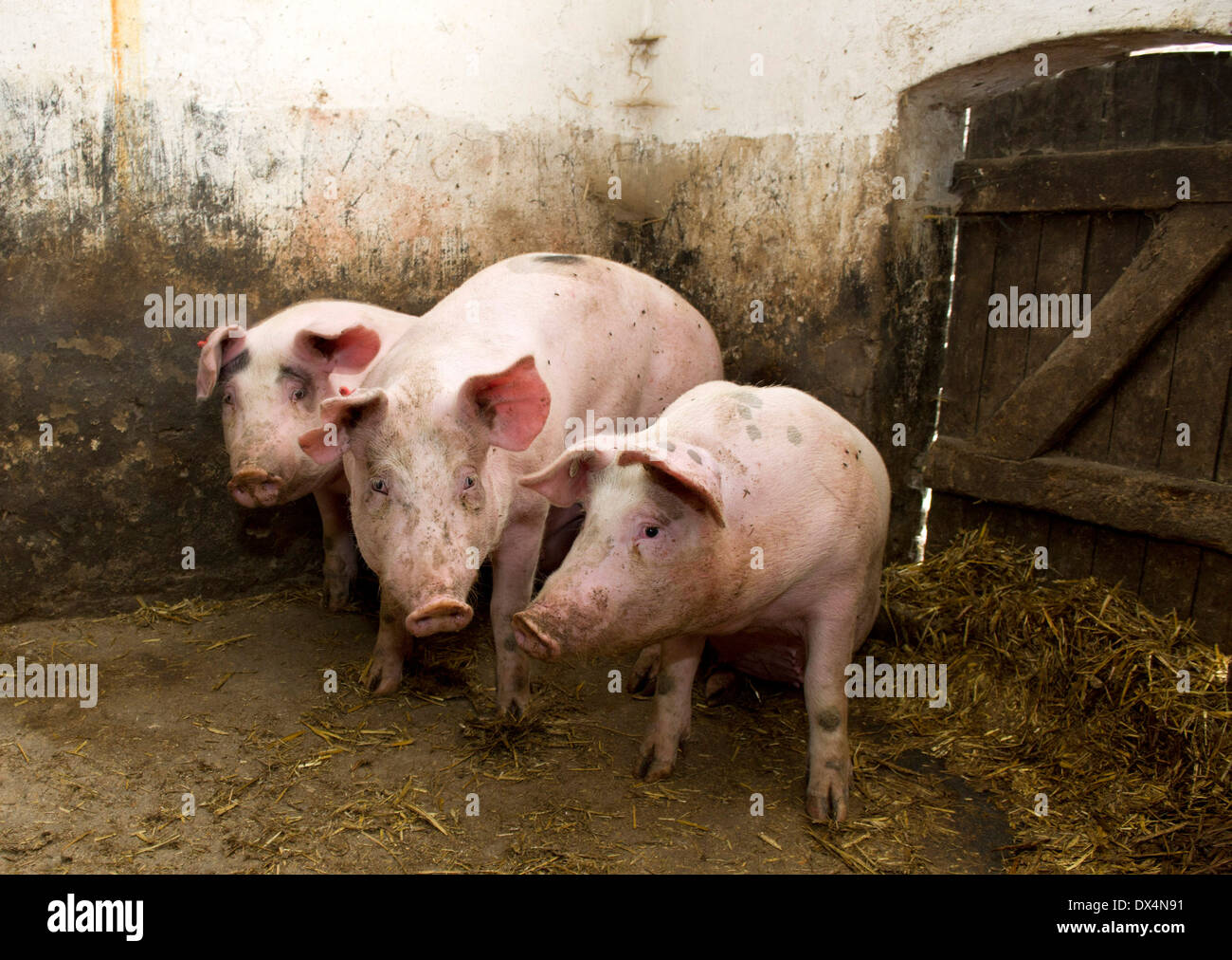 Pigs in the sty Stock Photo - Alamy