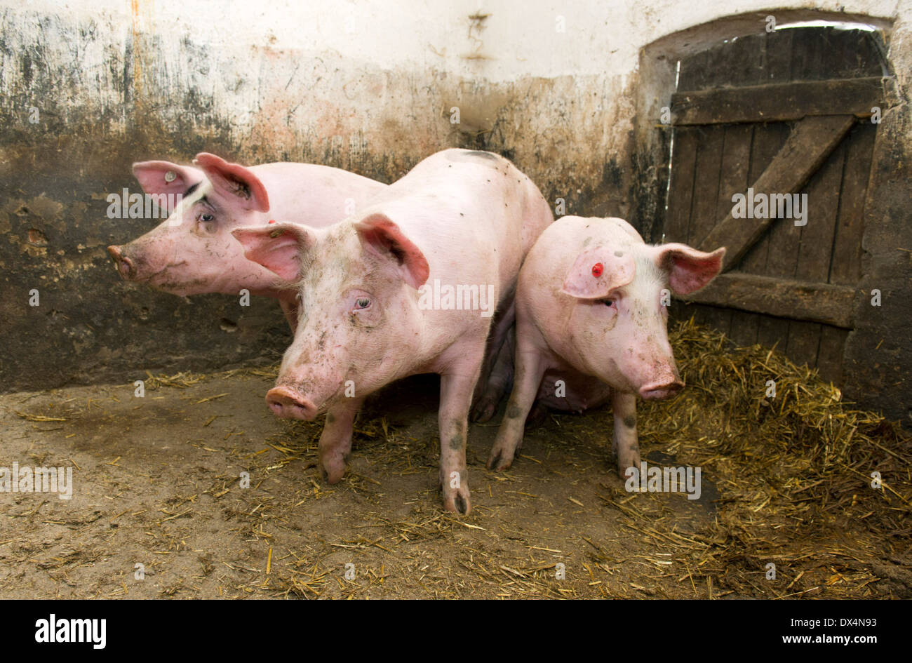 Pigs farm sty hi-res stock photography and images - Alamy