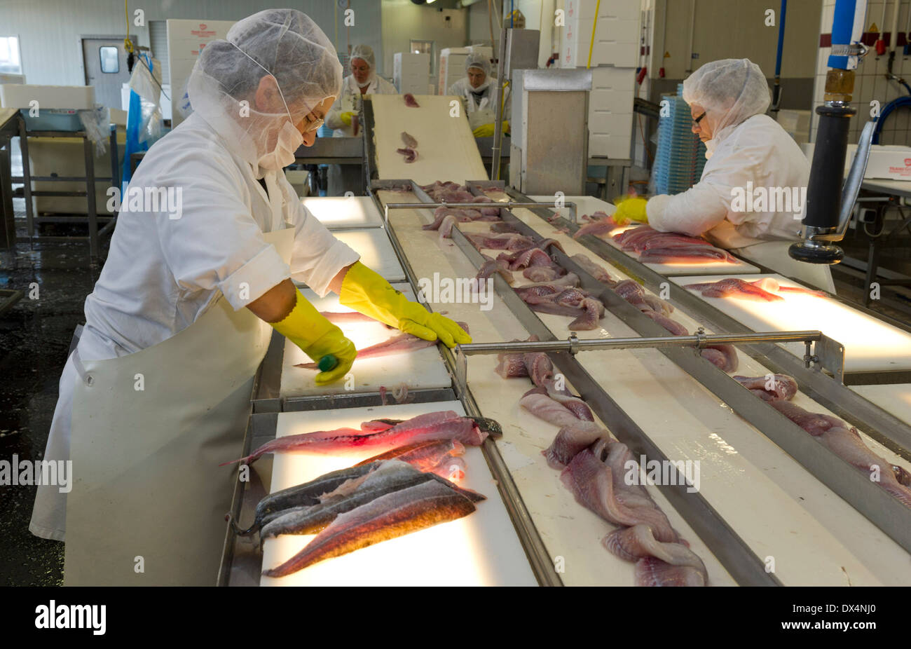 Fish processing center hi-res stock photography and images - Alamy