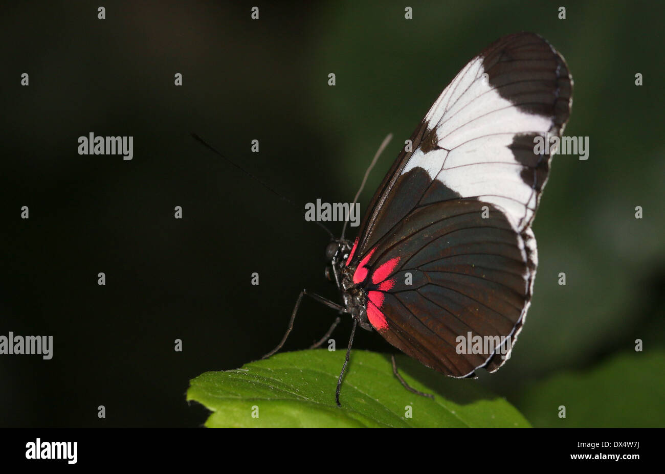 Sapho Longwing (Heliconius sapho) with wings closed Stock Photo - Alamy