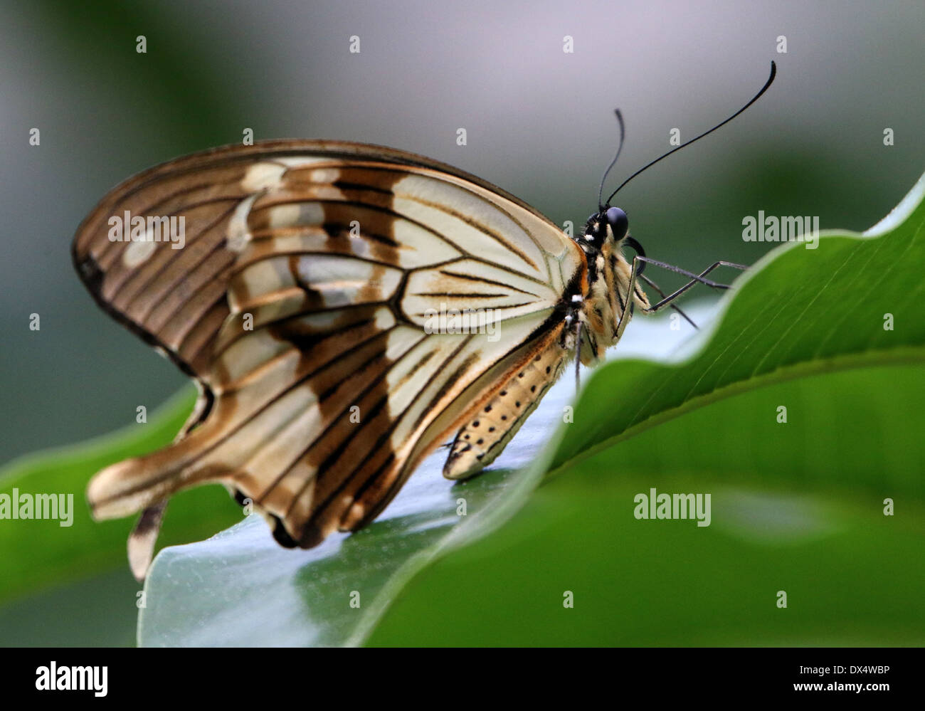African Swallowtail or Mocker Swallowtail (Papilio dardanus Stock Photo ...