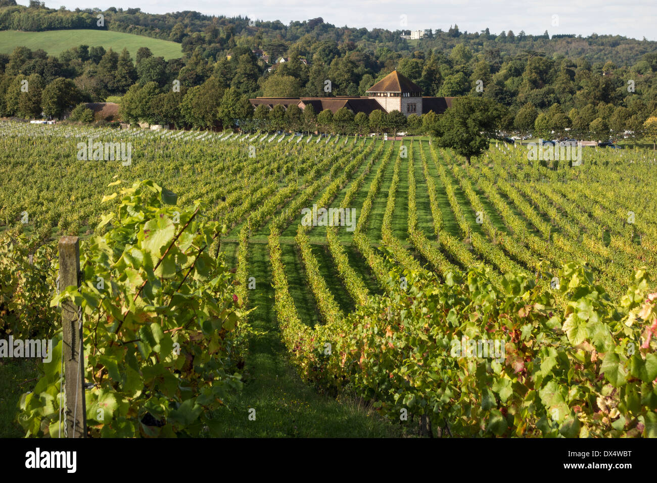 Denbies Wine Estate, Dorking, Surrey, UK Stock Photo - Alamy