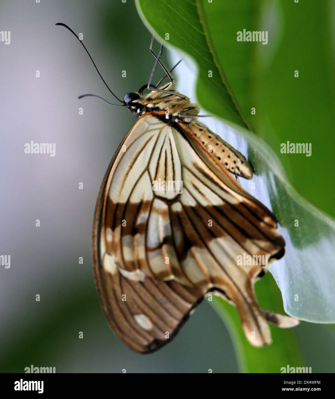 African Swallowtail or Mocker Swallowtail (Papilio dardanus Stock Photo ...