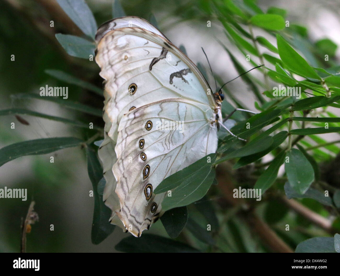 White Morpho Butterfly (Morpho Polyphemus) macro Stock Photo - Alamy