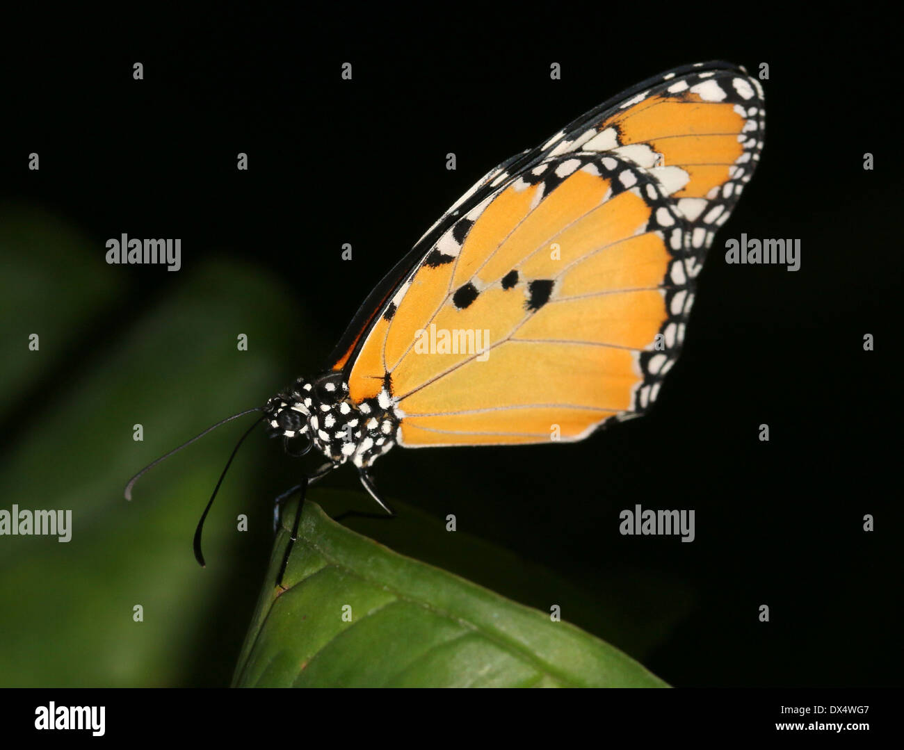 African butterfly hi-res stock photography and images - Alamy