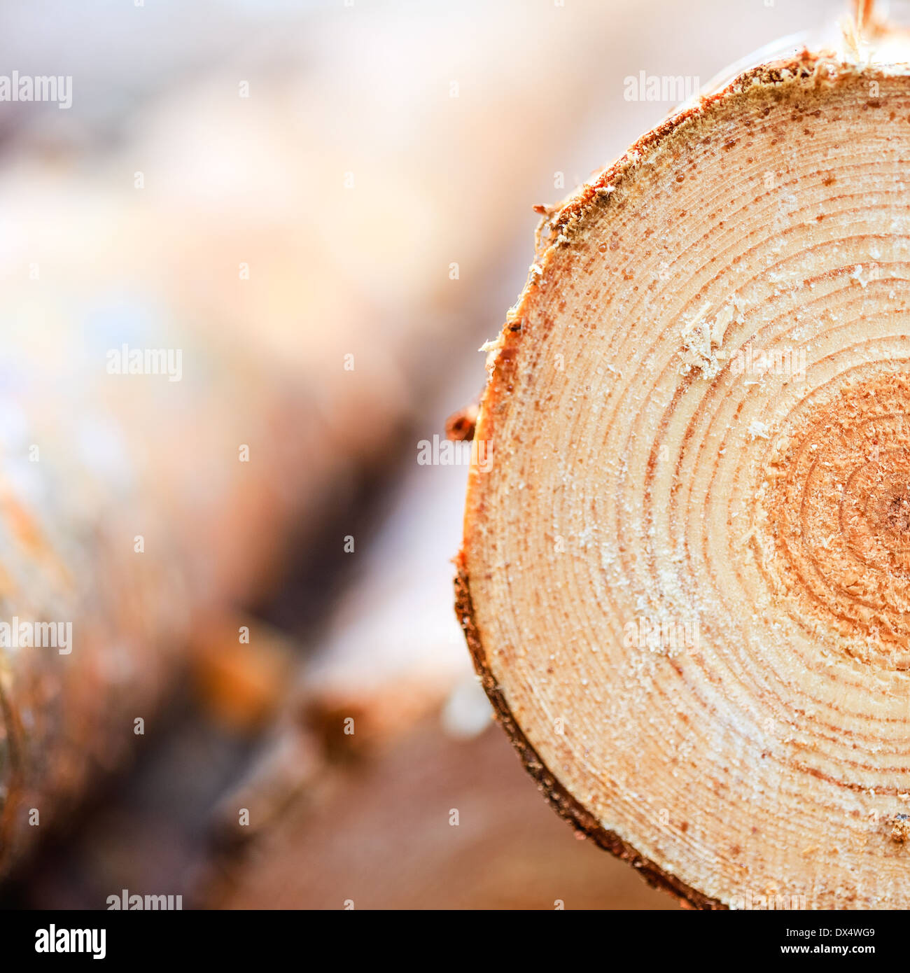 Annual rings on sawn pine tree timber wood texture background Stock ...