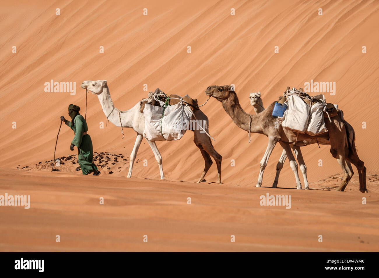 Libya tuareg camel africa desert hi-res stock photography and images ...