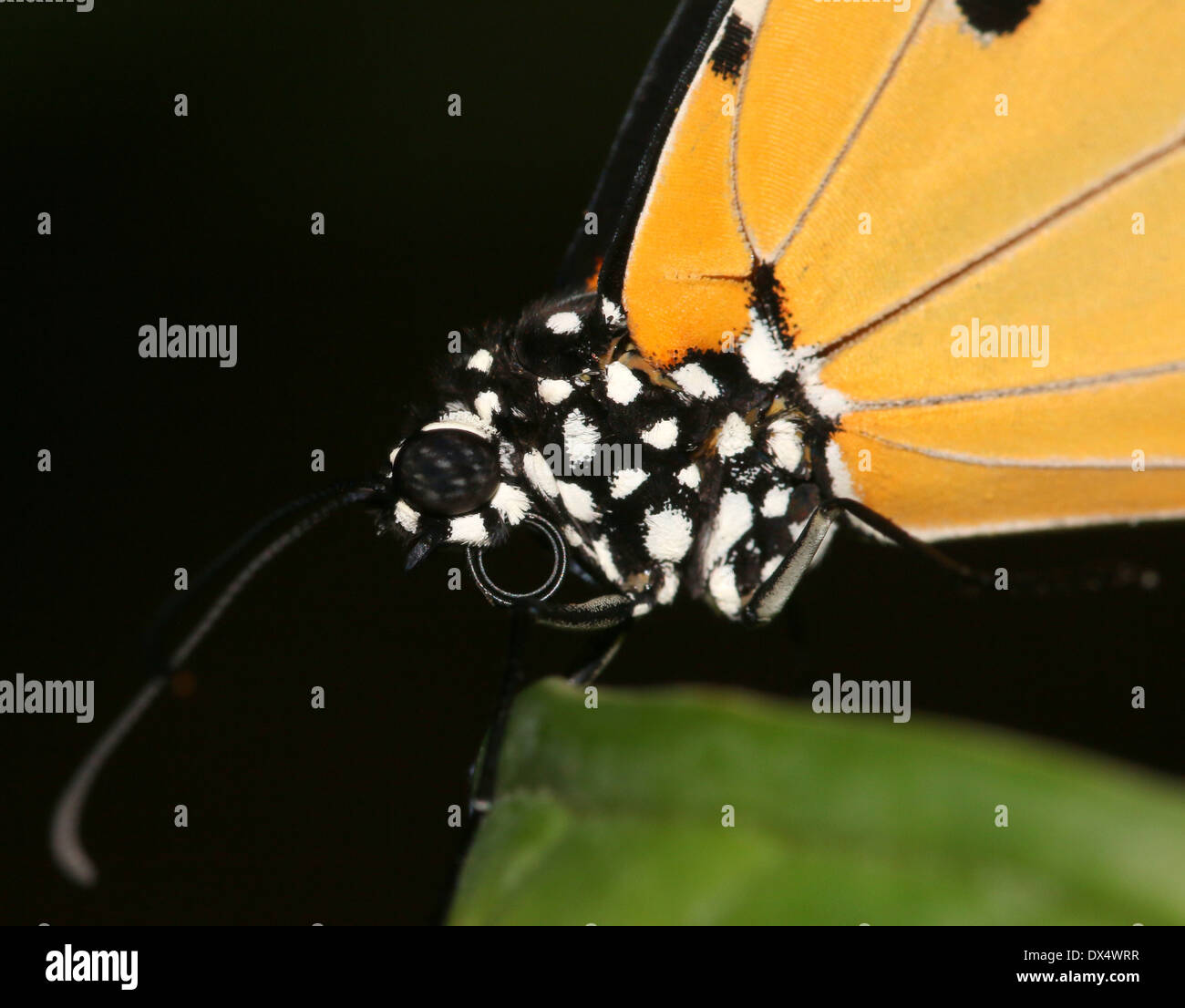 Plain Tiger or African Monarch butterfly (Danaus chrysippus Stock Photo ...