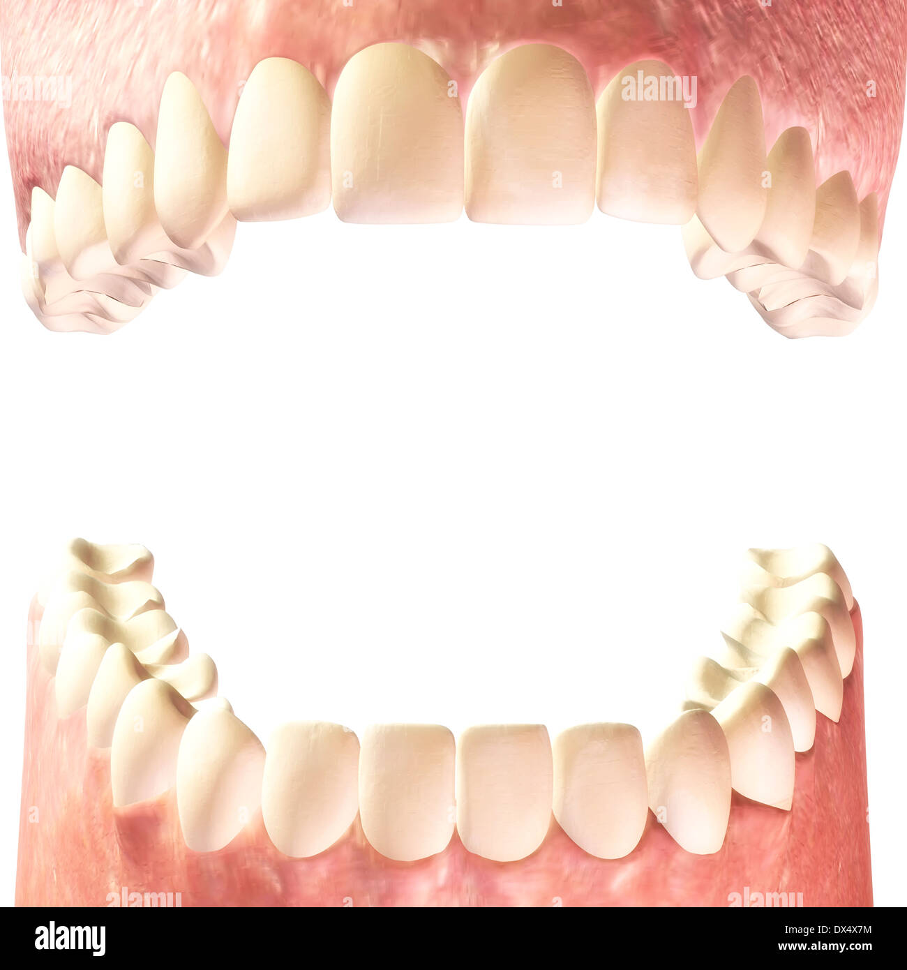 Digital Illustration of human Teeth Stock Photo - Alamy