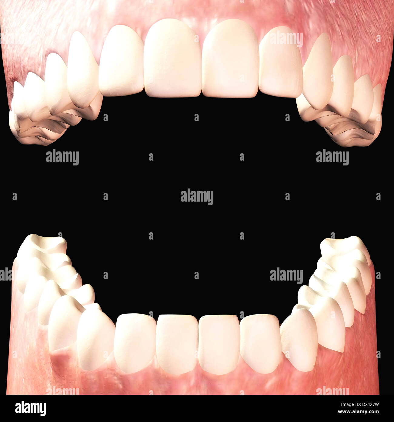 Digital Illustration of human Teeth Stock Photo - Alamy