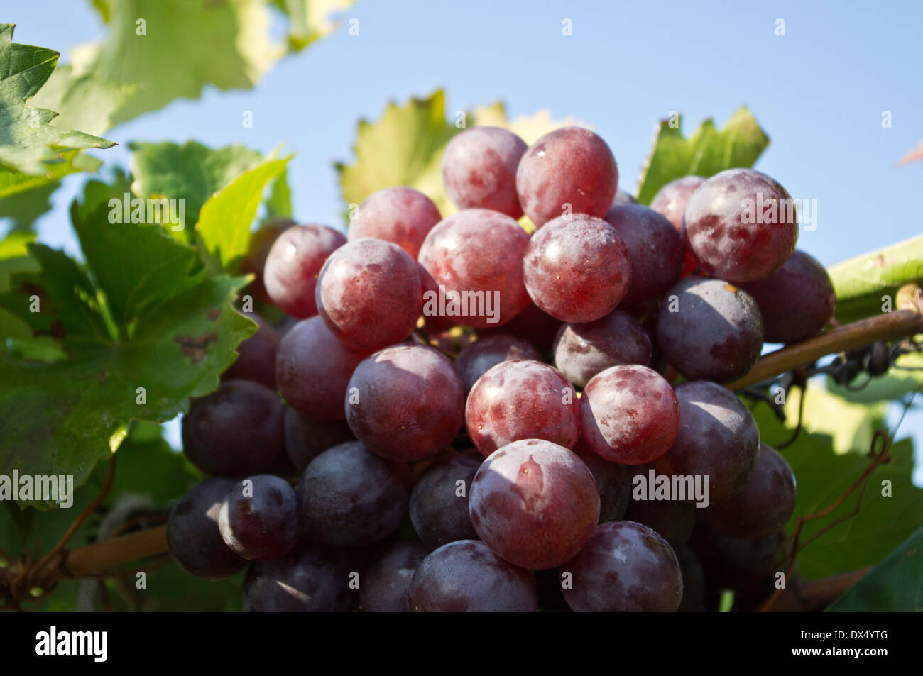 Bunch grapes hi-res stock photography and images - Alamy