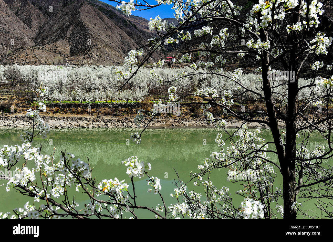 Jinchuan, China's Sichuan Province. 17th Mar, 2014. Pear trees are in ...