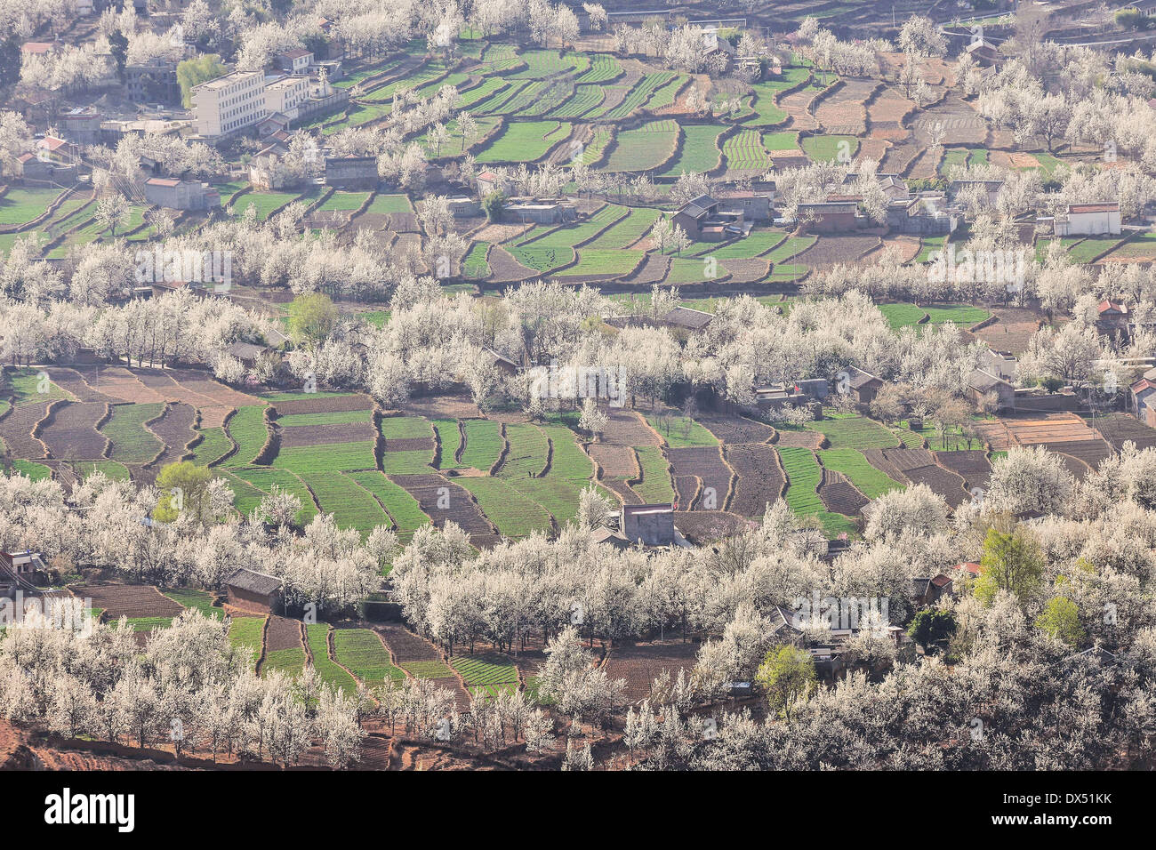 Jinchuan, China's Sichuan Province. 18th Mar, 2014. Pear trees are in ...