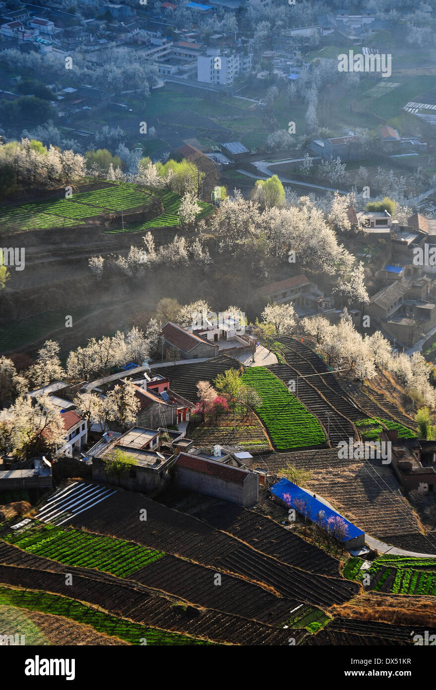 Jinchuan, China's Sichuan Province. 18th Mar, 2014. Pear trees are in ...