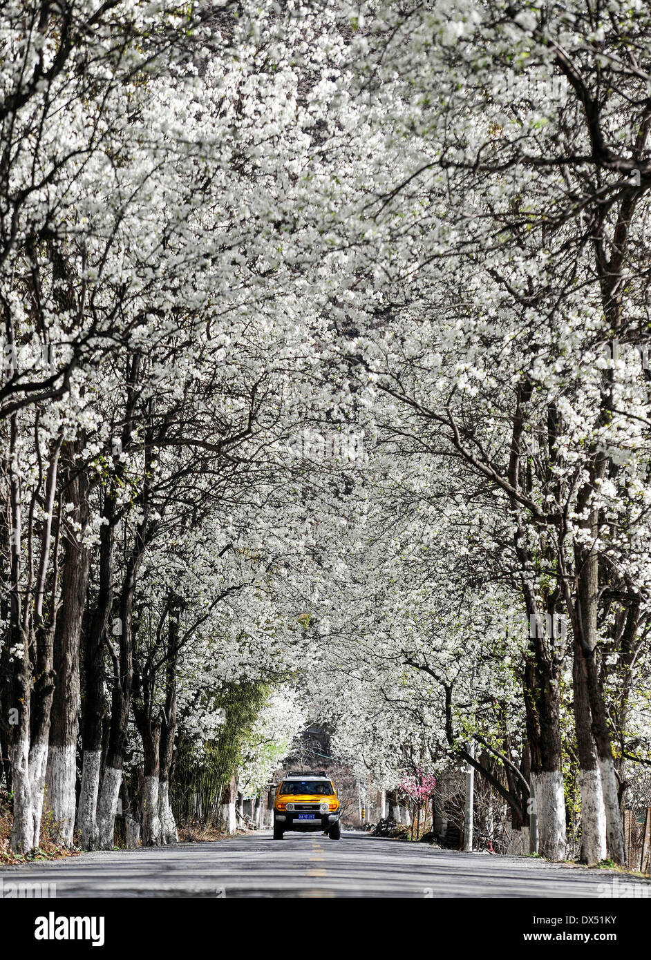 Jinchuan, China's Sichuan Province. 18th Mar, 2014. Pear trees are in ...