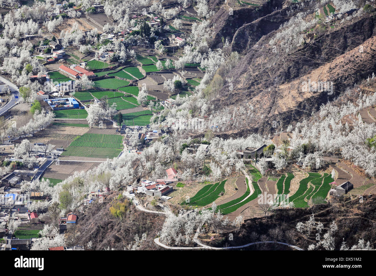 Jinchuan, China's Sichuan Province. 17th Mar, 2014. Pear trees are in ...
