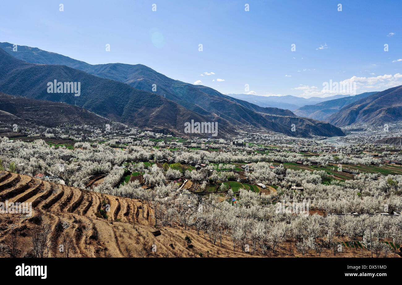 Jinchuan, China's Sichuan Province. 18th Mar, 2014. Pear trees are in ...