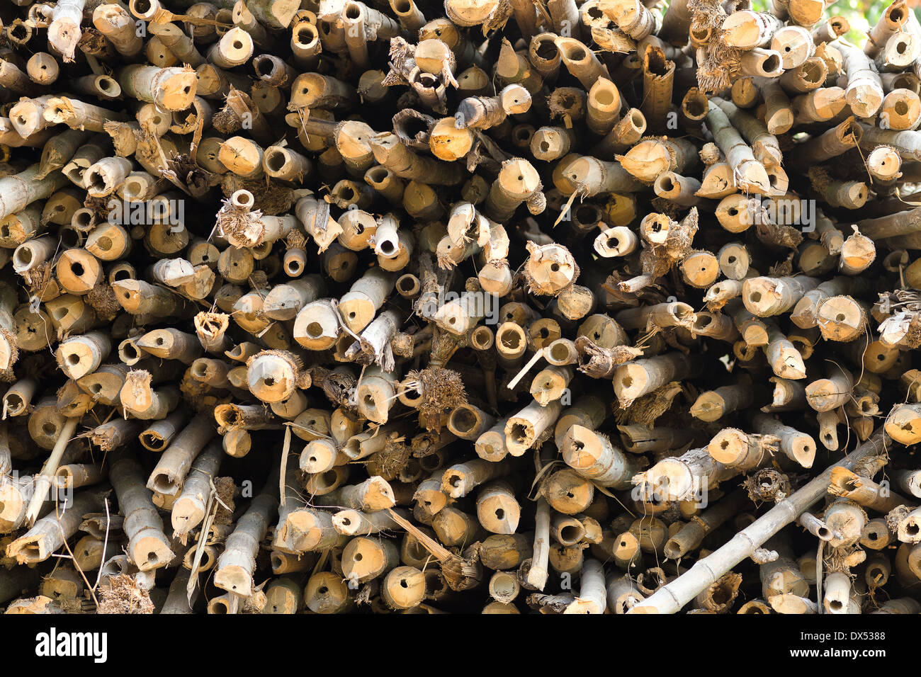 Bamboo cross section surface background Stock Photo - Alamy