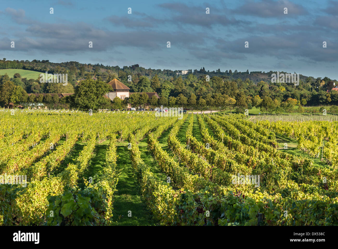 Denbies Wine Estate, Dorking, Surrey, UK Stock Photo - Alamy