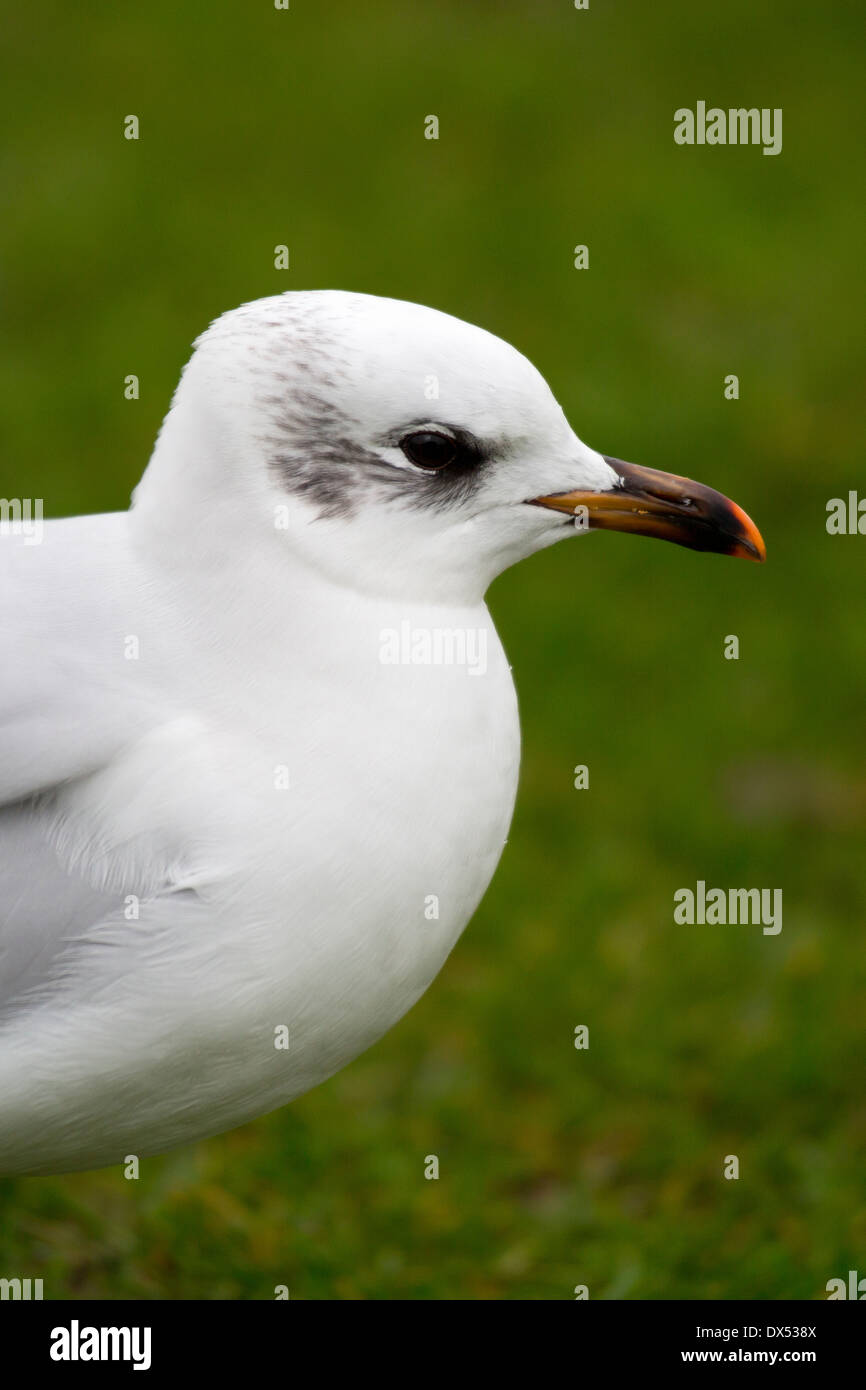 Mediterranean Gull Larus melanocephalus immature in 2nd winter plumage ...
