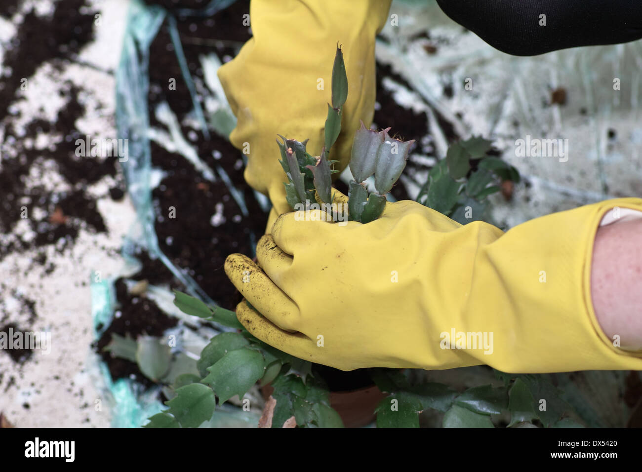 Work at home. Planting a flower and spring cleaning Stock Photo - Alamy