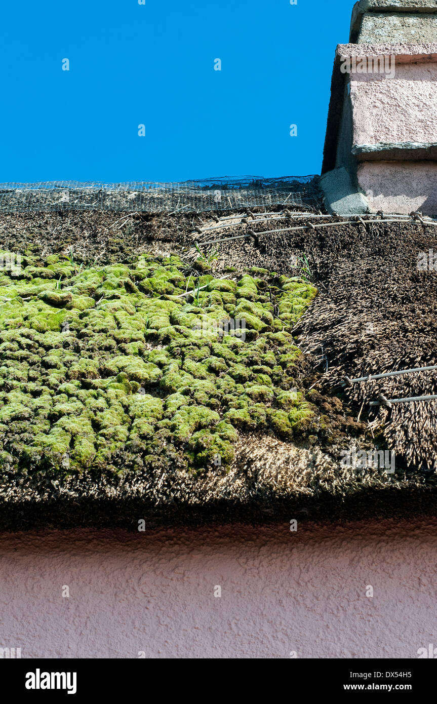 Planning green thatch hi-res stock photography and images - Alamy
