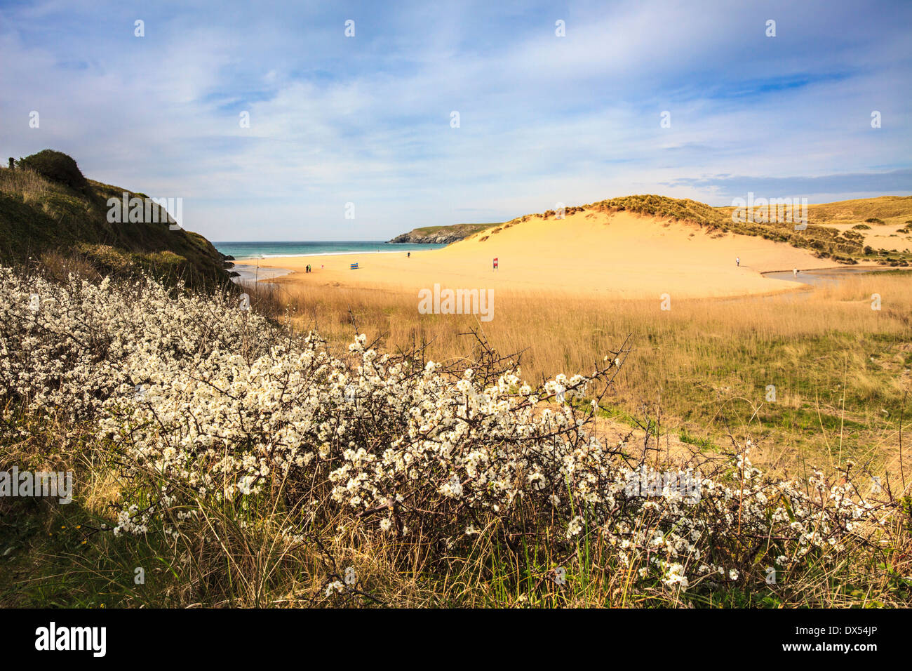 Cornwall beach flowers hi-res stock photography and images - Alamy