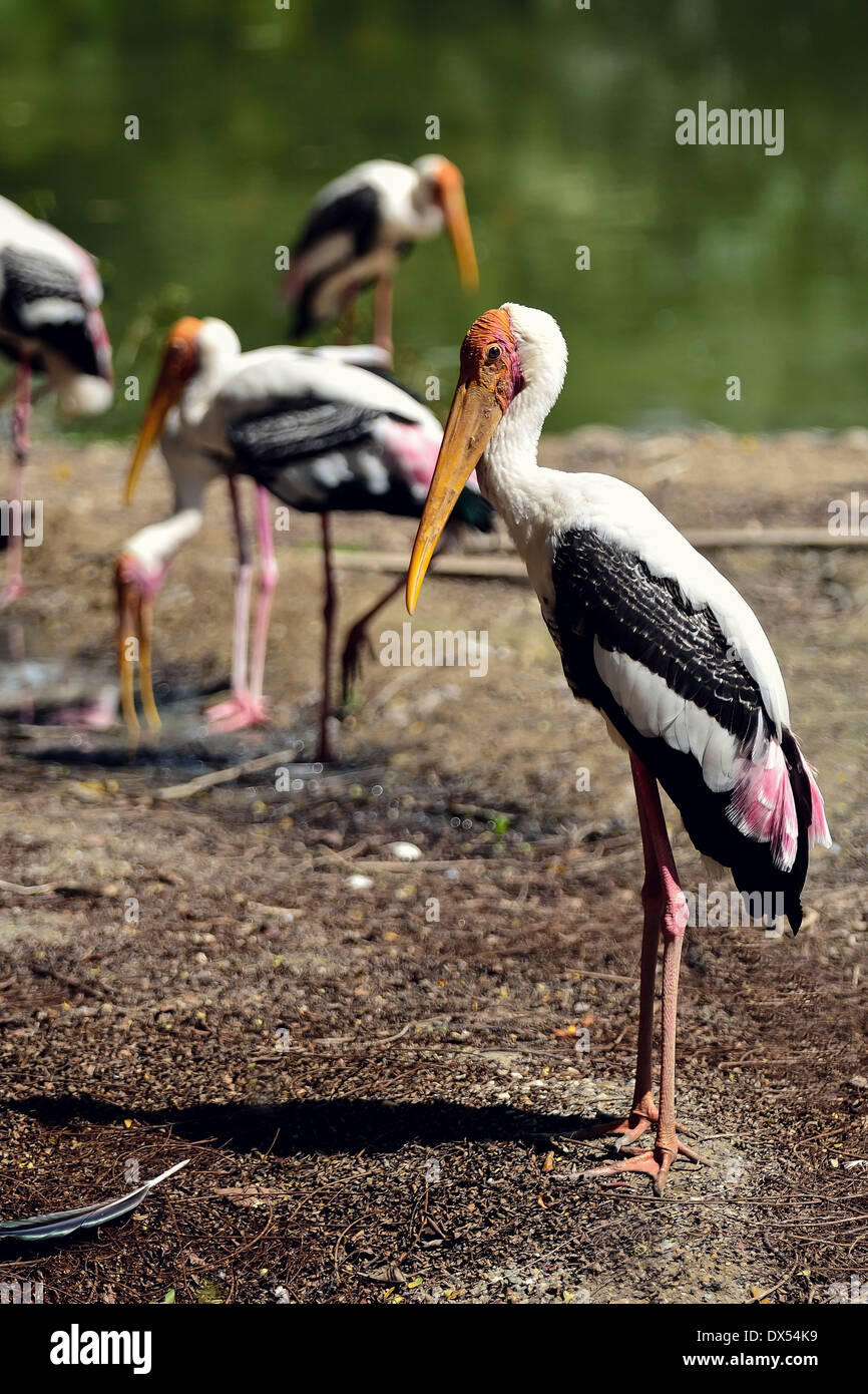 Painted stork standing bird animal hi-res stock photography and images ...