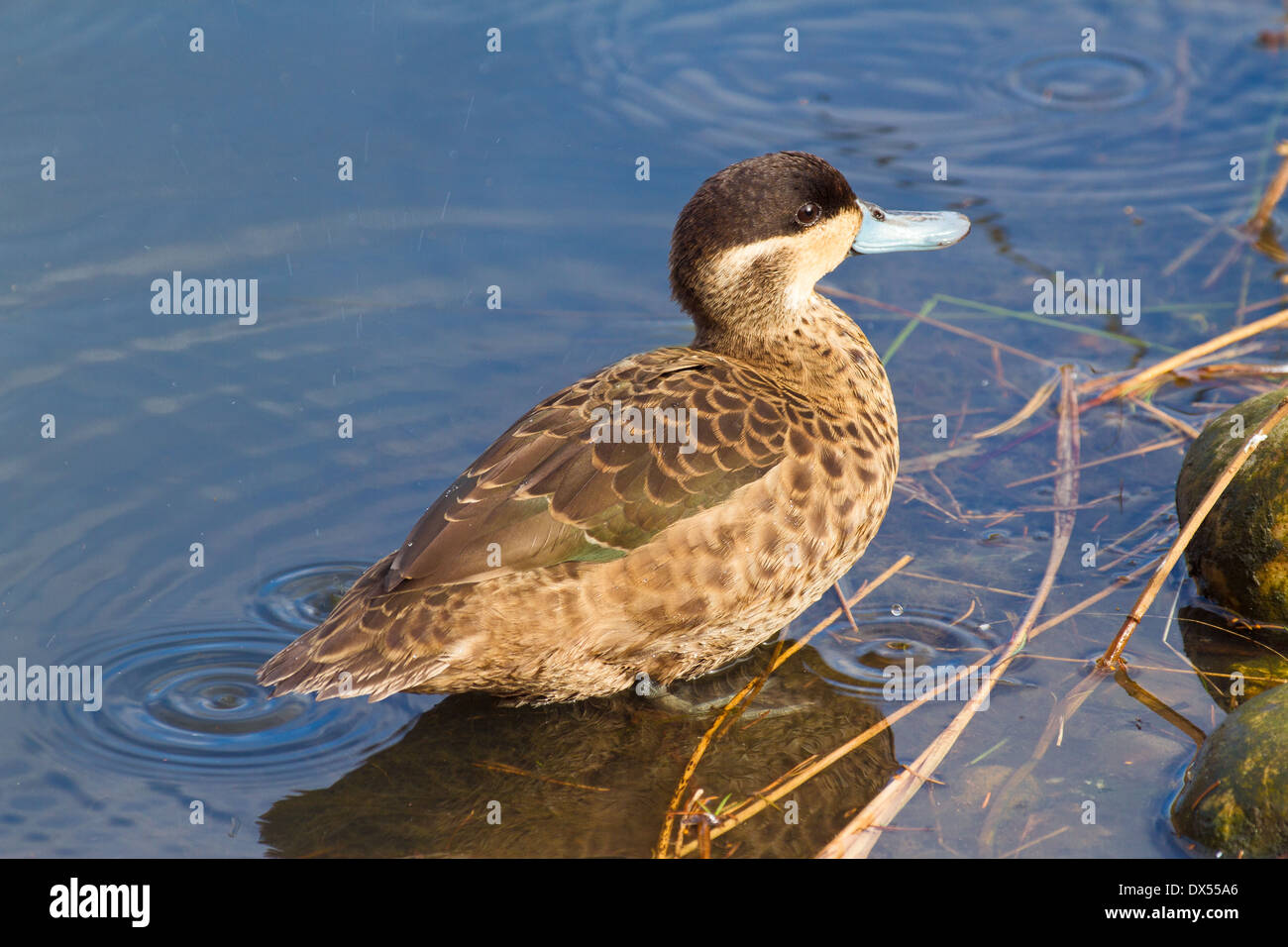 Hottentota hi-res stock photography and images - Alamy