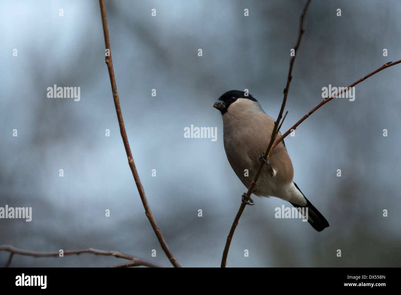Female eurasian common bullfinch hi-res stock photography and images ...
