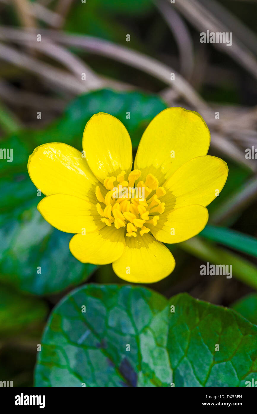 Lesser Celandine or Fig Buttercup Stock Photo - Alamy