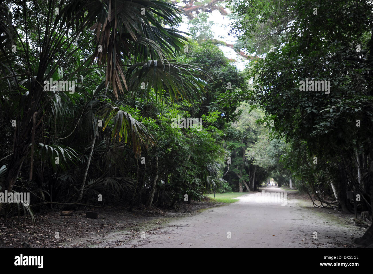 Tikal temple guatemala hi-res stock photography and images - Alamy