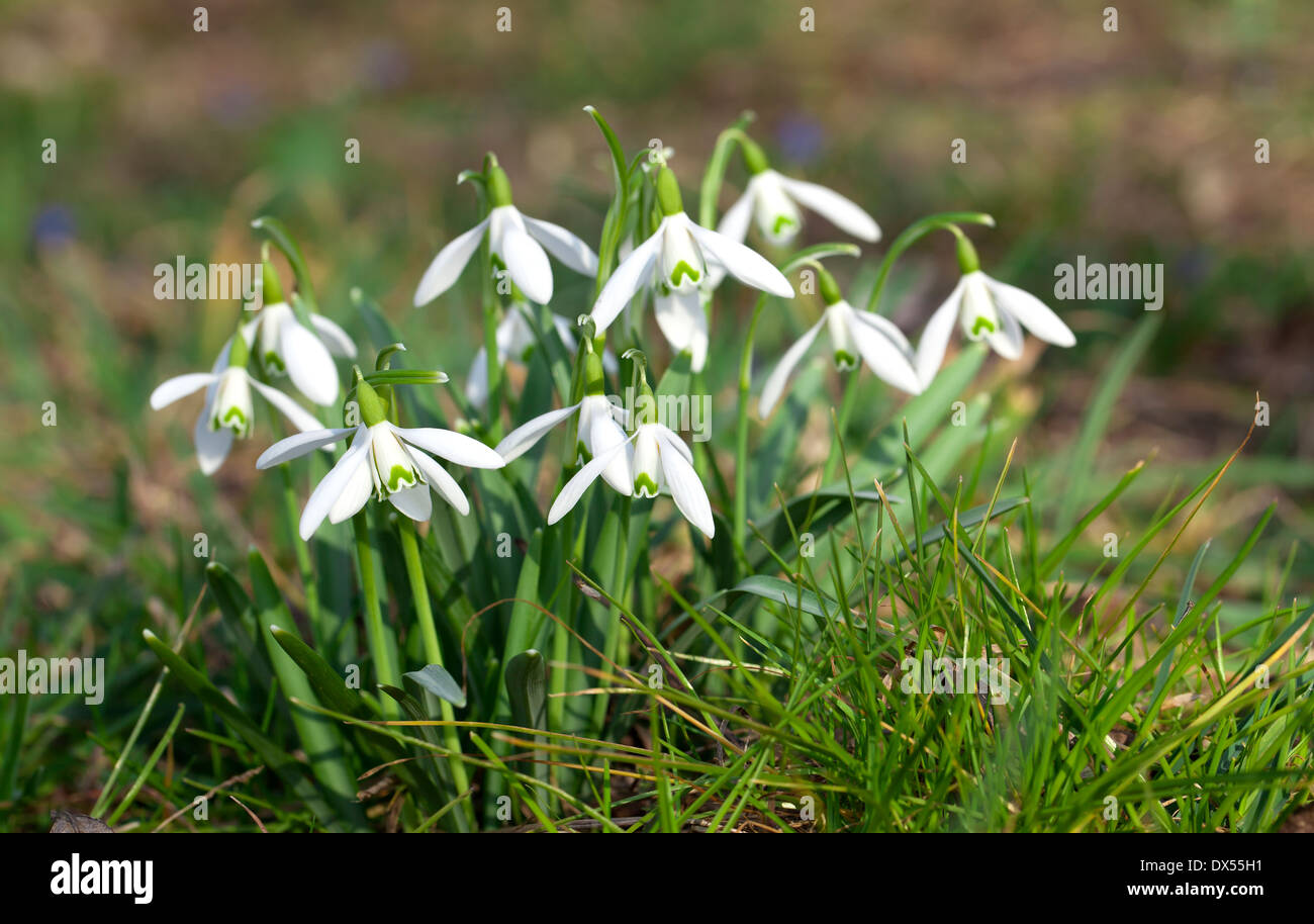 Primrose and snowdrop hi-res stock photography and images - Alamy
