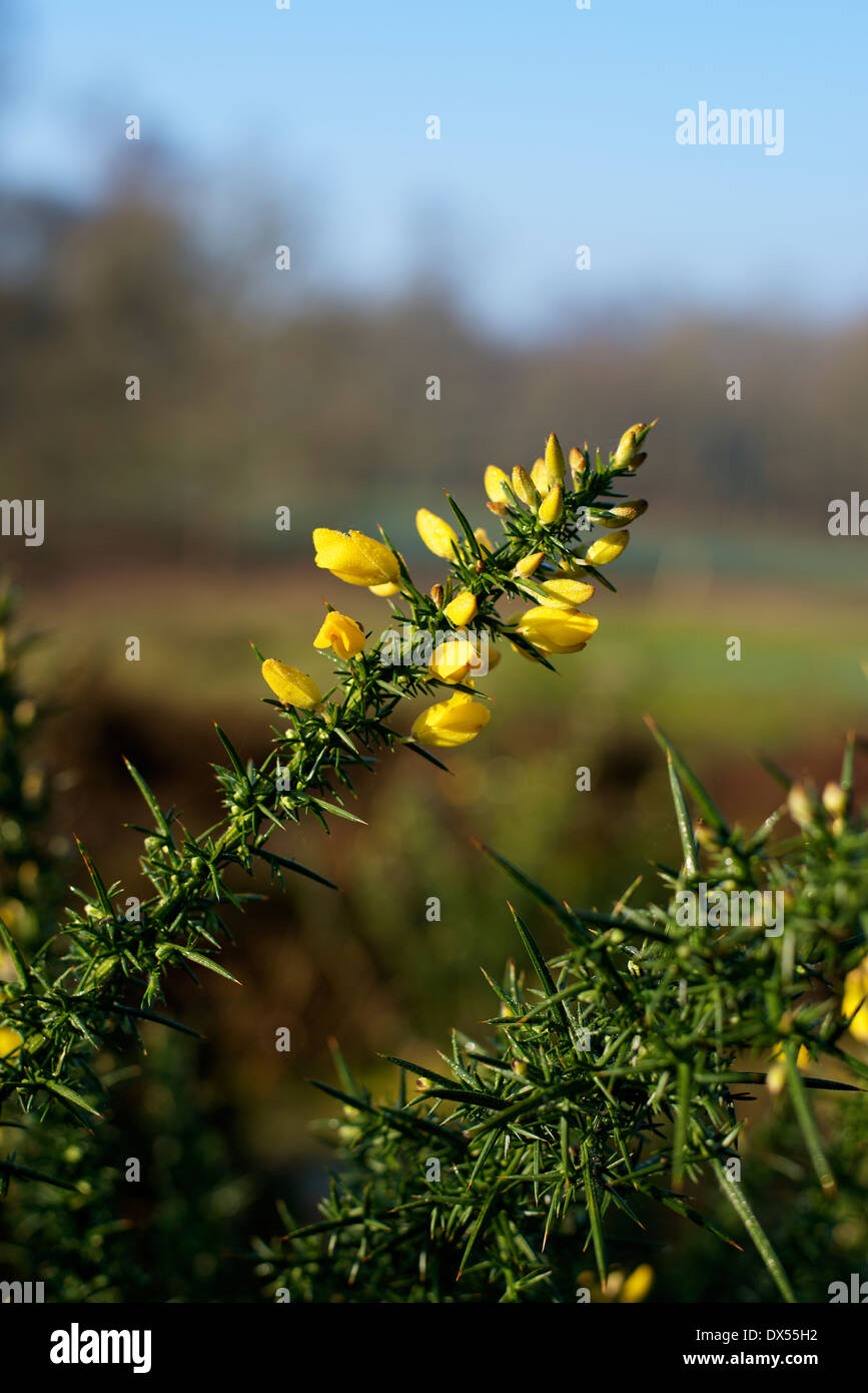 Yellow gorse flowers heathland hi-res stock photography and images - Alamy