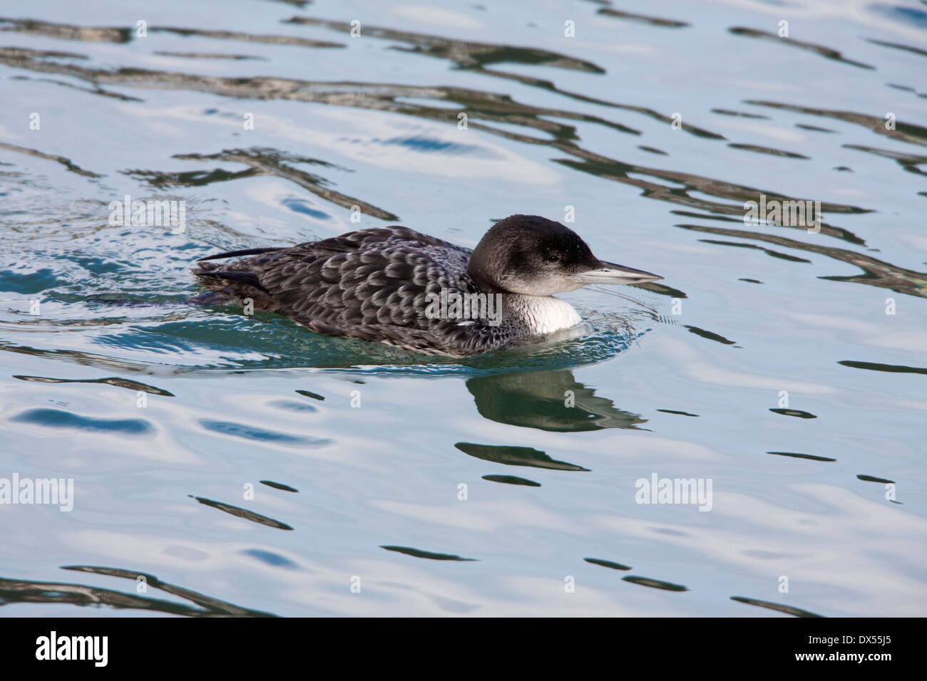 Great Northern Diver Gavia immer adult in non-breeding winter plumage ...
