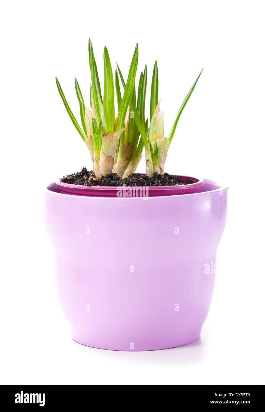 sprout of flower bulbs in pot, in early spring. isolated on white ...