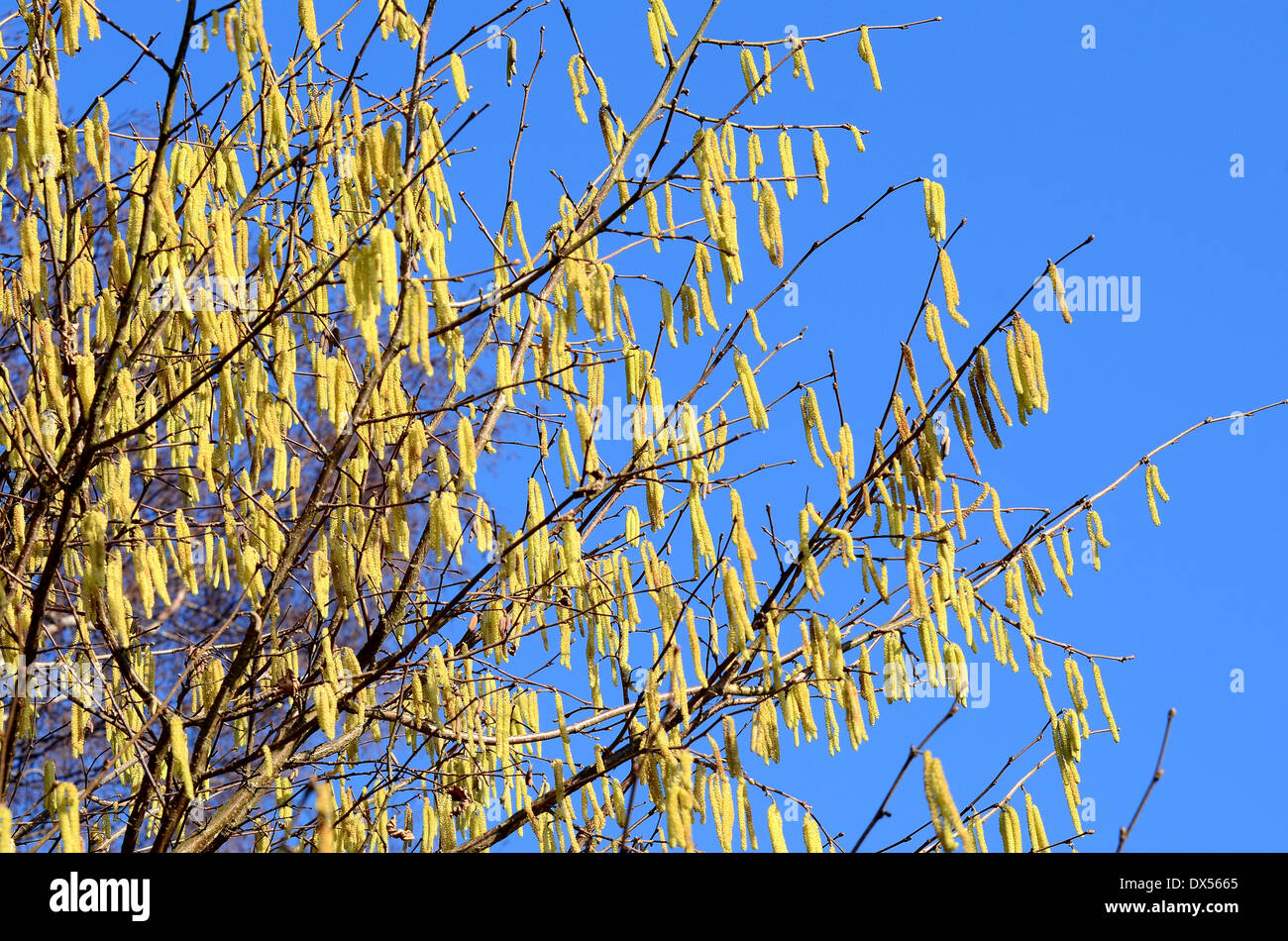 Flowering Hazel (Corylus avellana Stock Photo - Alamy
