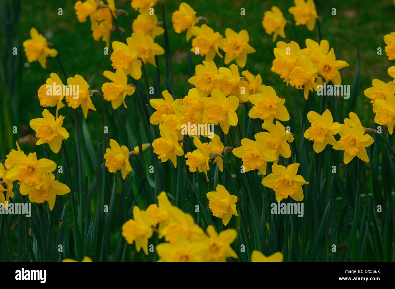 Showing daffodils hi-res stock photography and images - Alamy